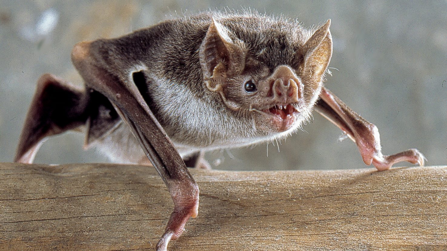 Meet The World’s 10 Coolest Bats
