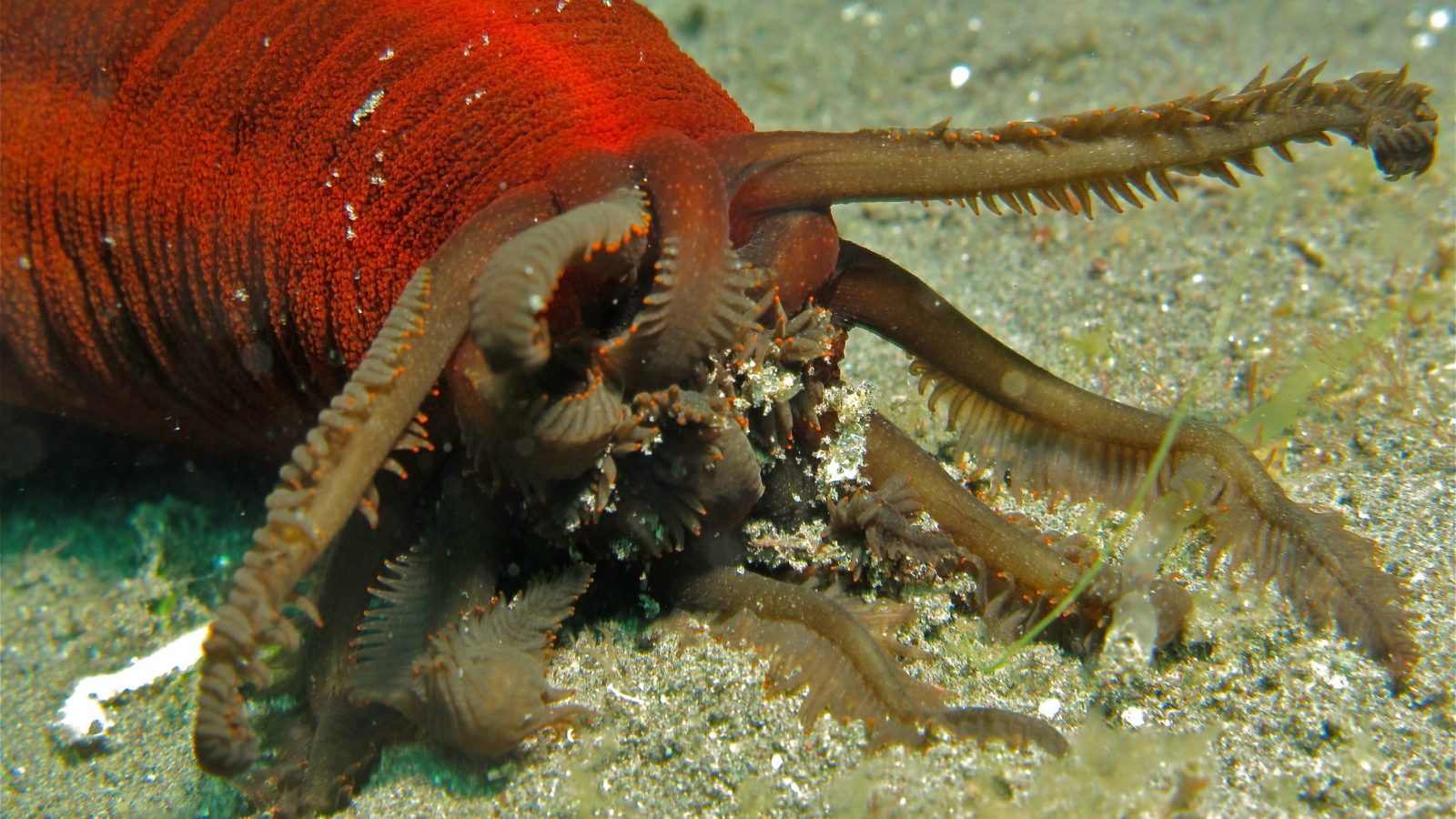 The Bizarre and Disturbing Life of Sea Cucumbers