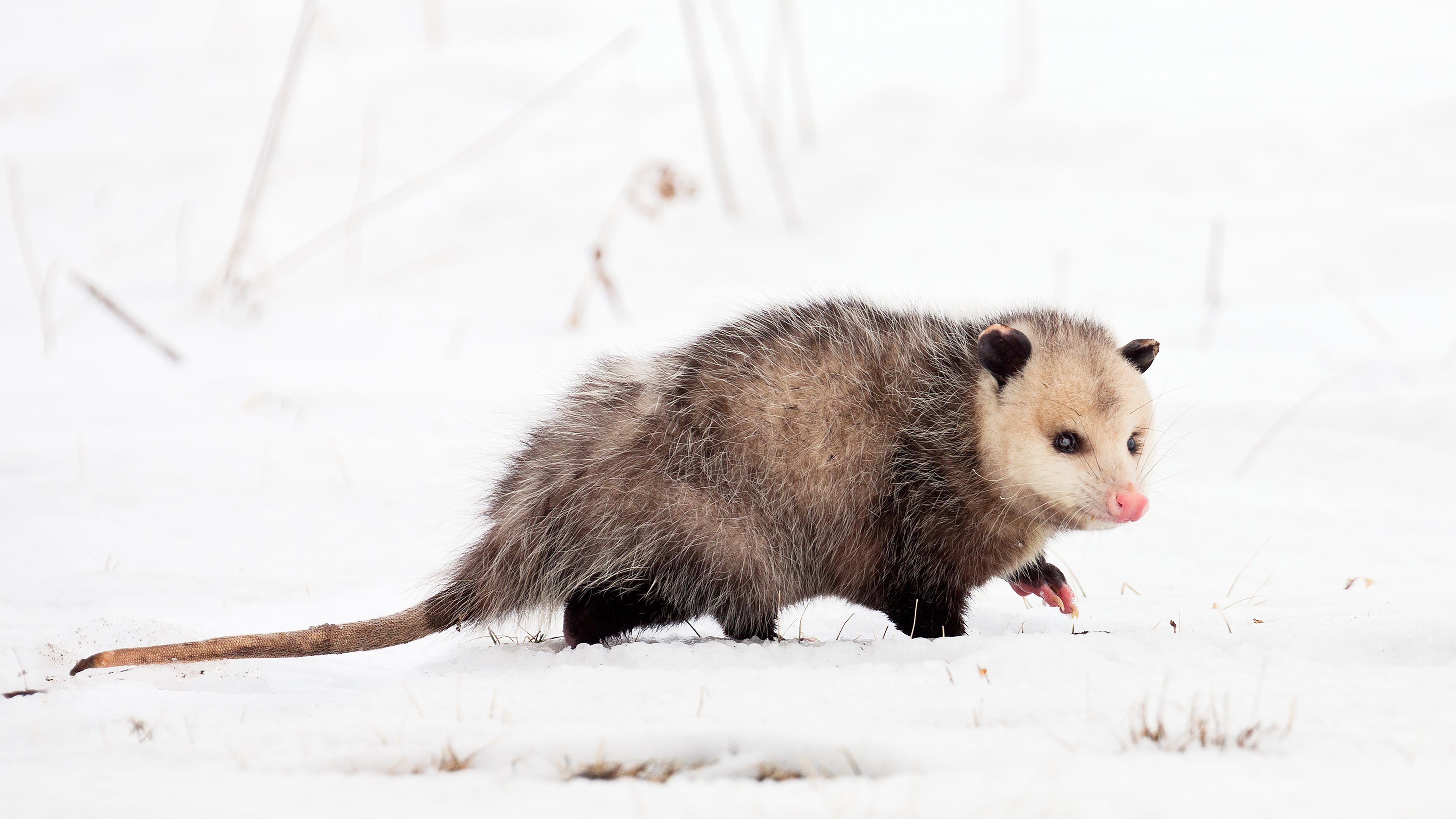 Strange and Surprising Facts about Opossums