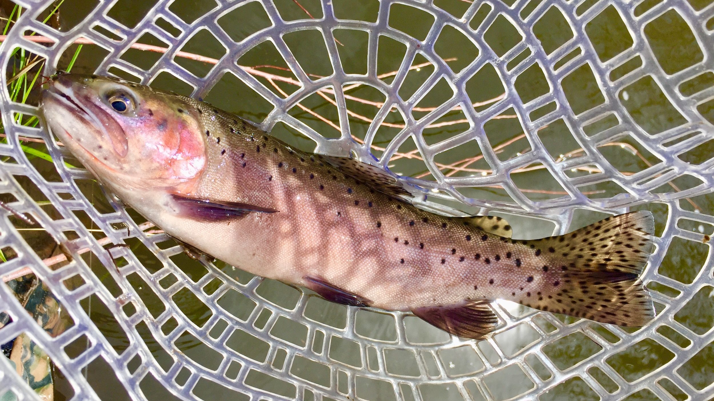 9 Cool Freshwater Fish You’ve Never Heard Of - Cool Green Science