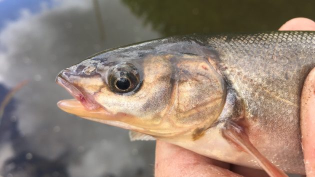 9 Cool Freshwater Fish You’ve Never Heard Of - Cool Green Science