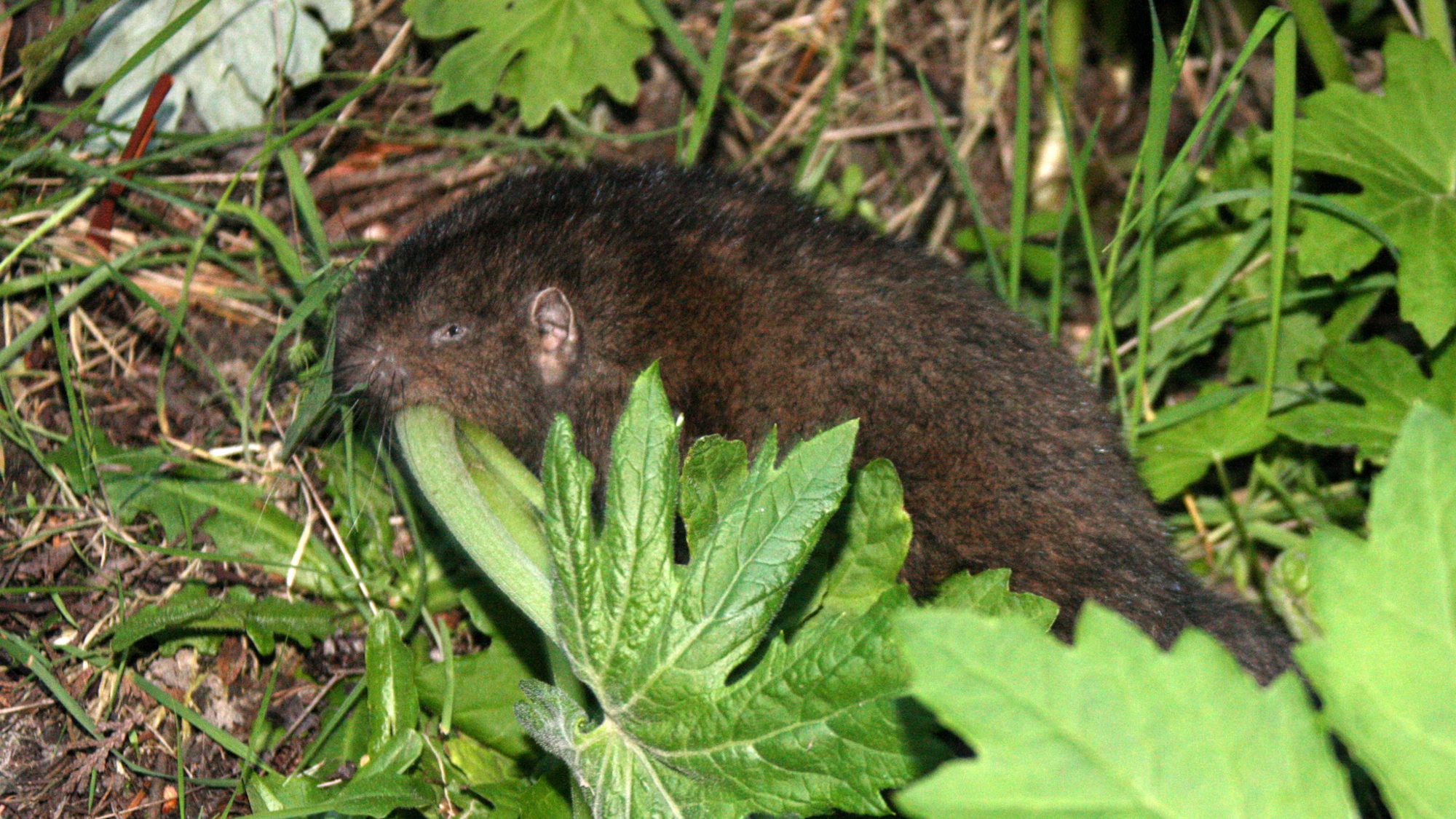 8 Cool US Mammals You Haven’t Seen