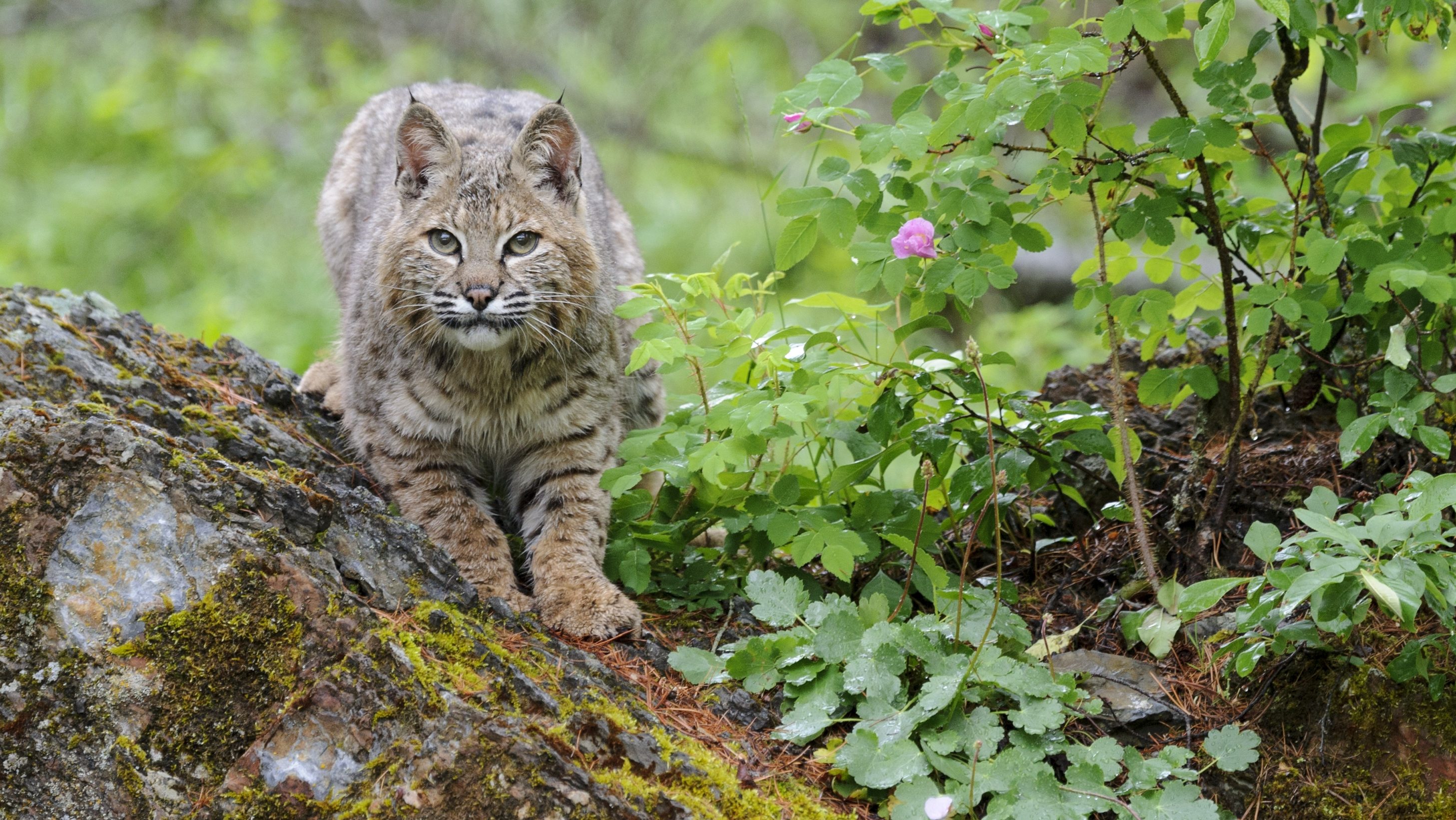 A Field Guide to Unexpected, Out-of-Place Wildlife - Cool Green Science
