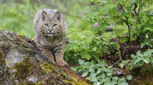 A Field Guide to Unexpected, Out-of-Place Wildlife - Cool Green Science