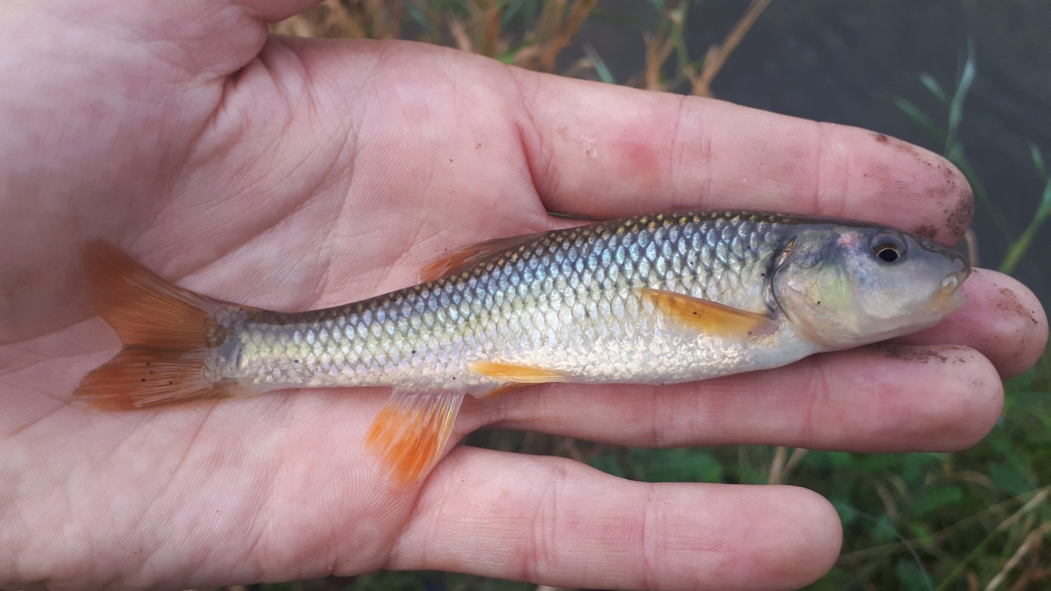 9 Cool Freshwater Fish You’ve Never Heard Of - Cool Green Science