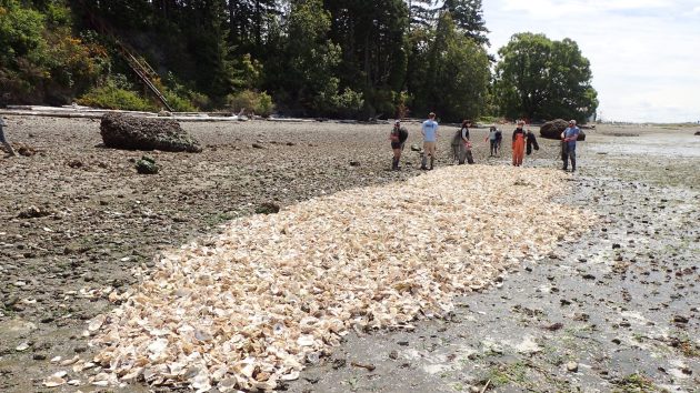 Can We Save the Olympia Oyster by Eating It?
