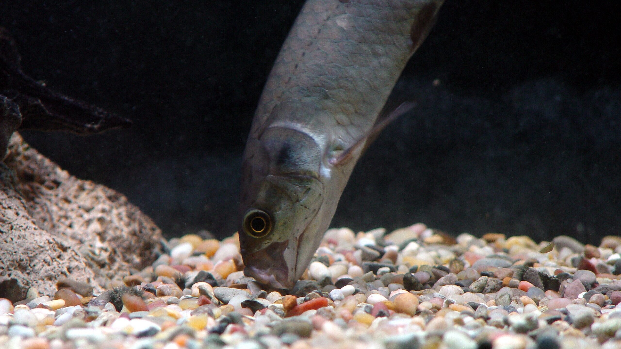 The Amazing Ancient Fishes of Africa - Cool Green Science