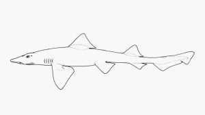 Meet the World’s 10 Most Endangered Sharks