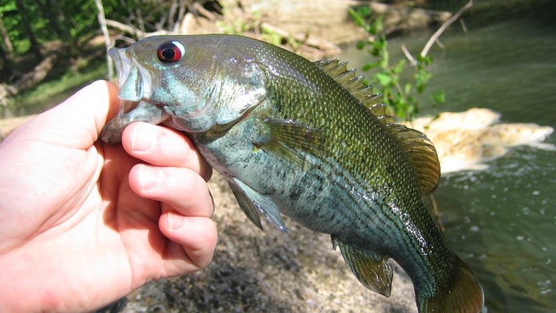 9 Cool Freshwater Fish You’ve Never Heard Of - Cool Green Science