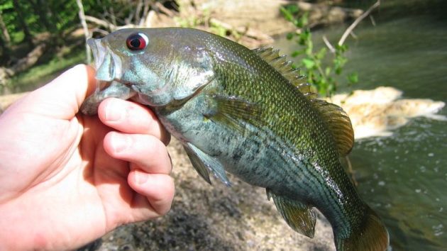 9 Cool Freshwater Fish You’ve Never Heard Of - Cool Green Science