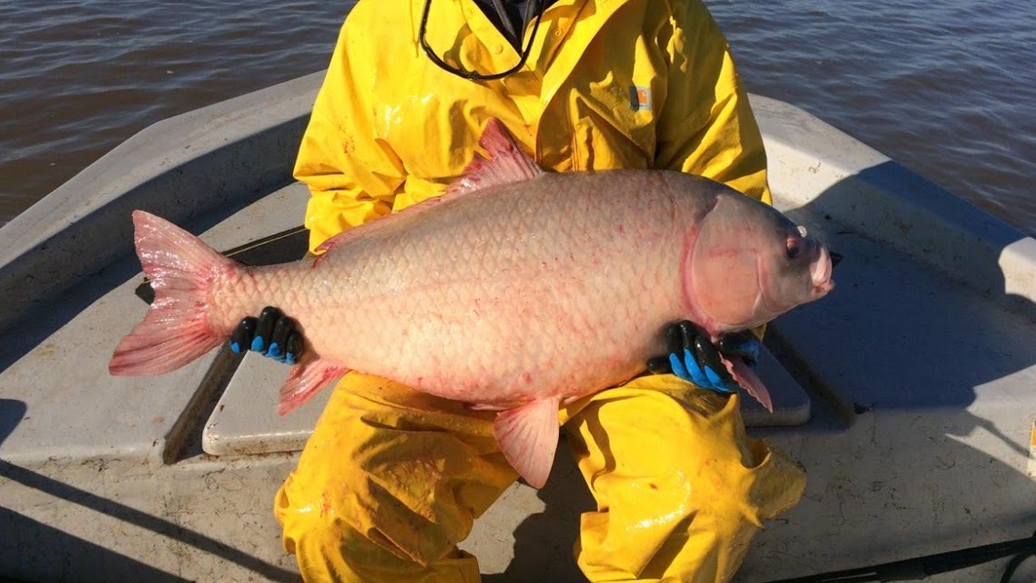 9 Cool Freshwater Fish You’ve Never Heard Of - Cool Green Science