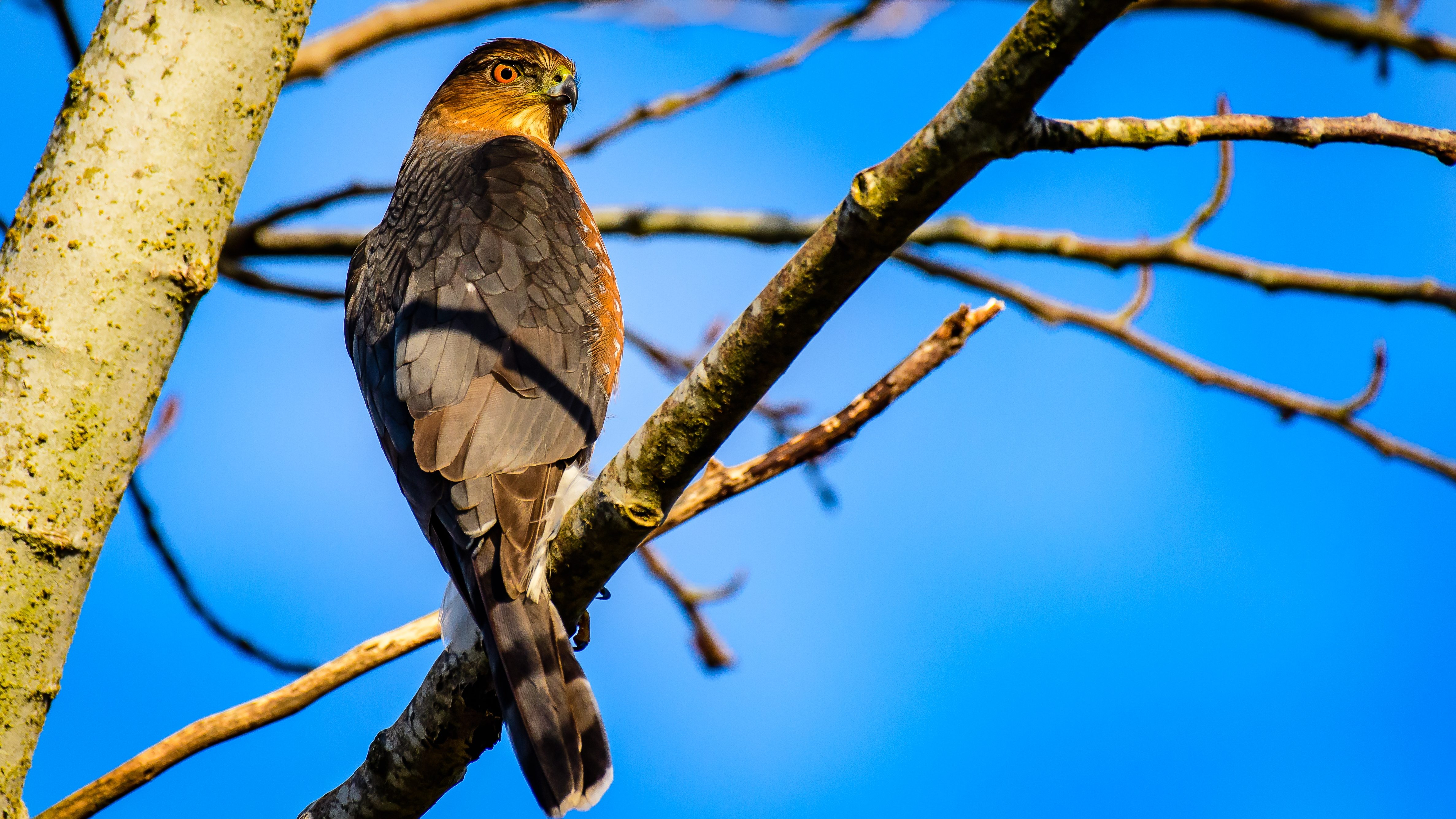 Want to See Wild Predators? Follow the Prey - Cool Green Science