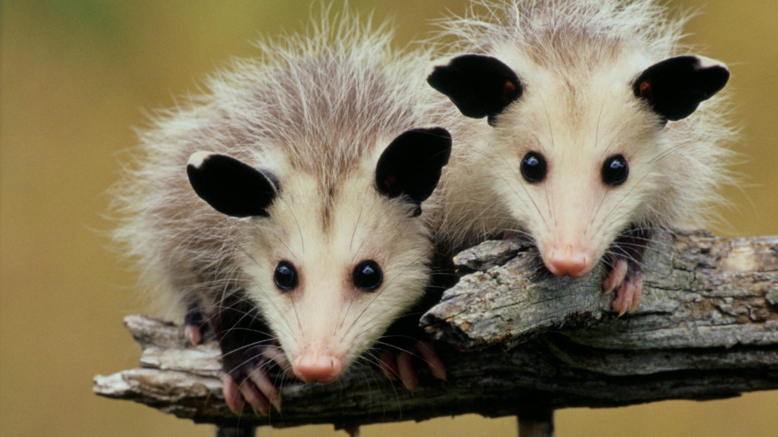 Strange and Surprising Facts about Opossums