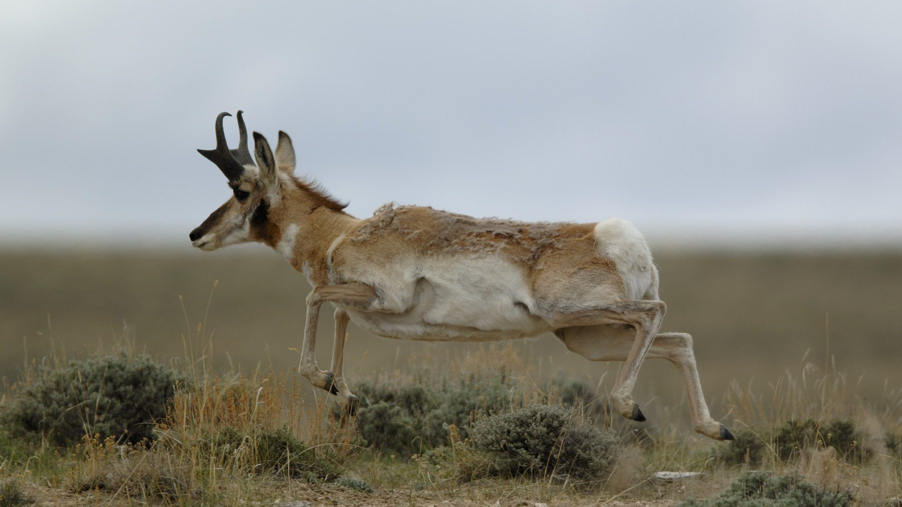 Did You Know Pronghorns Shed Their Horns?