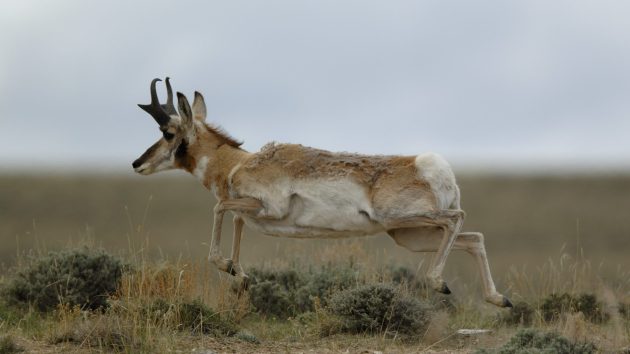 Did You Know Pronghorns Shed Their Horns?