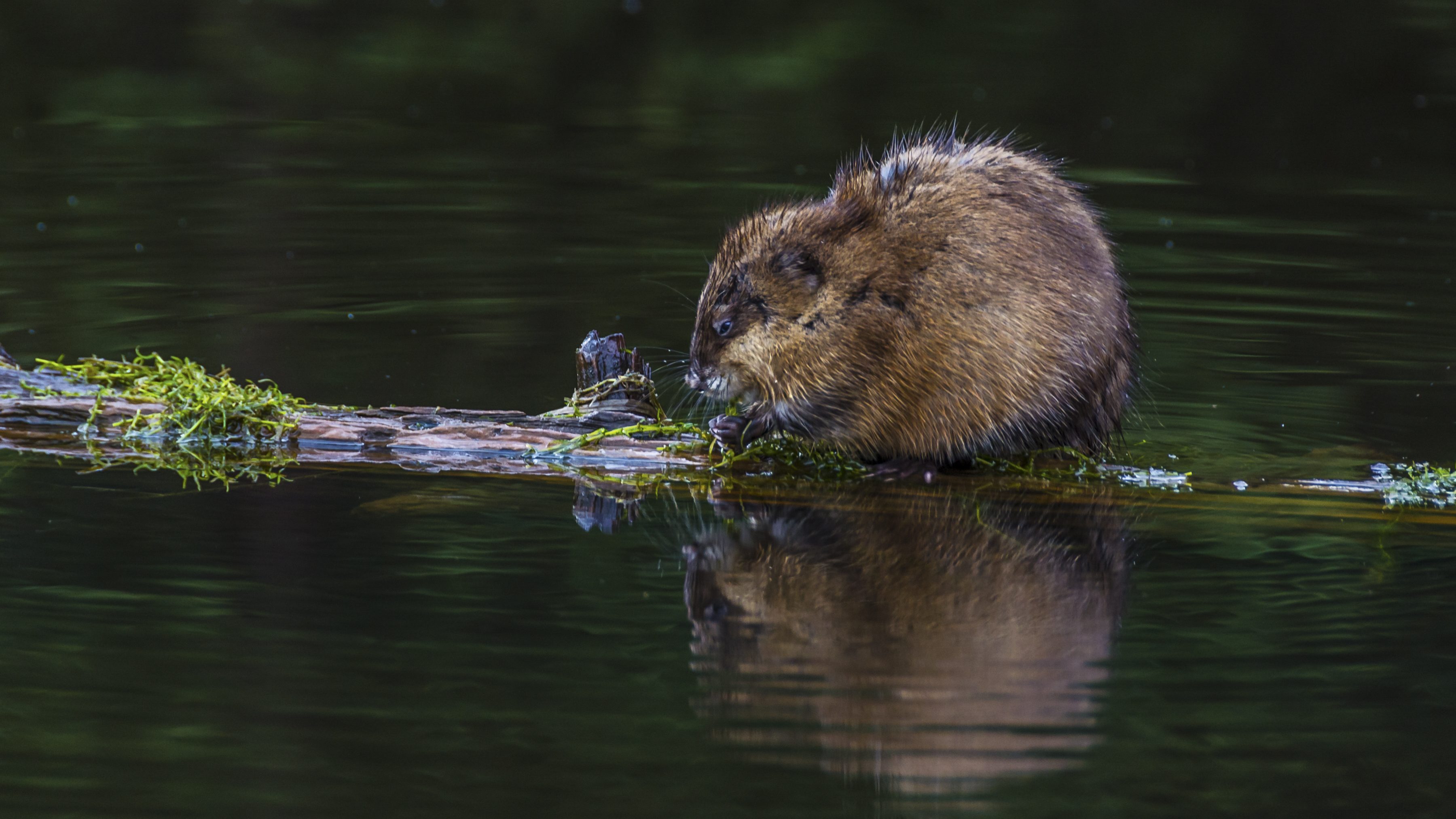 Beaver? Otter? Muskrat? A Field Guide to Freshwater Mammals