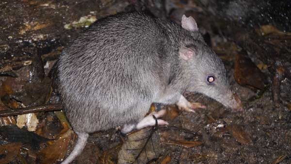 Traveling Naturalist: 5 Marvelous Marsupials to Spot in Queensland