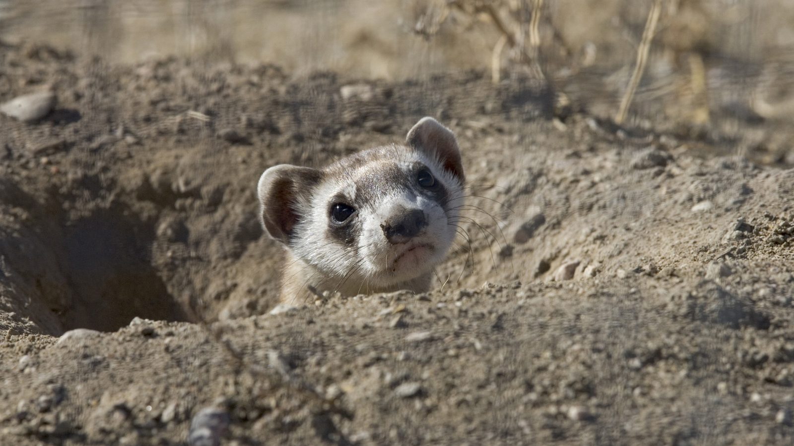 Mighty Mustelids: Meet the World’s Most Epic Weasels - Cool Green Science