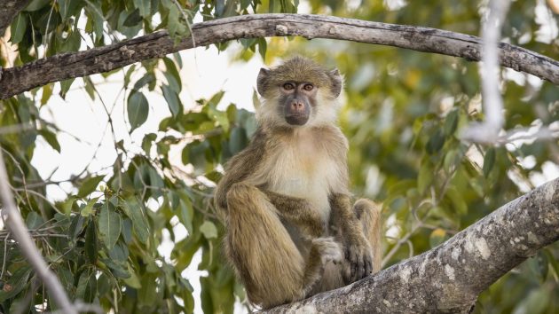 How-animals-react-to-eclipses