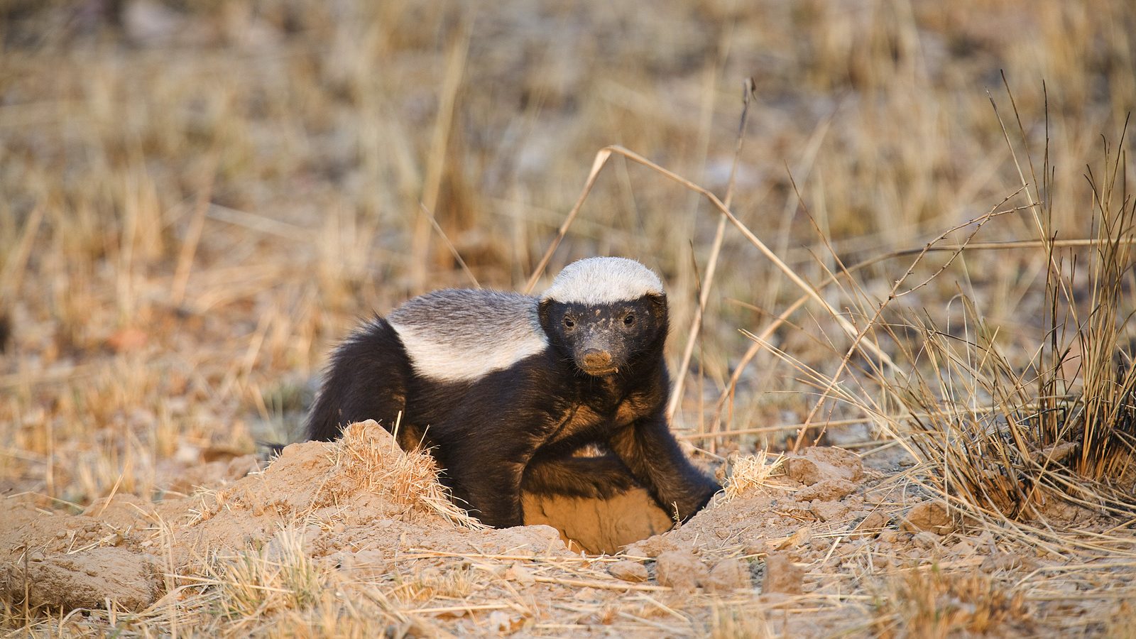 Mighty Mustelids: Meet the World’s Most Epic Weasels - Cool Green Science