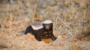 Mighty Mustelids: Meet the World’s Most Epic Weasels - Cool Green Science
