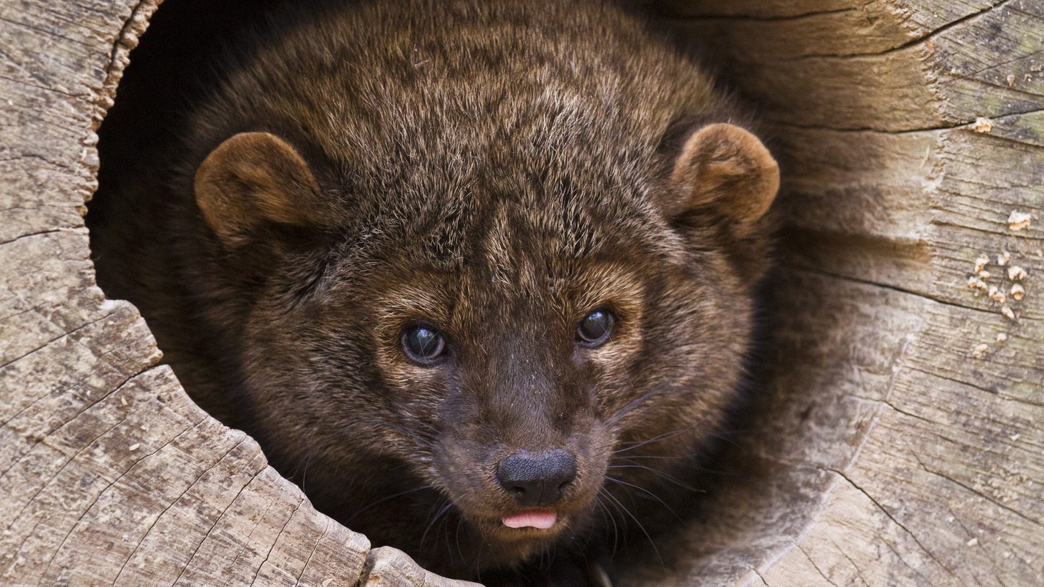 Mighty Mustelids: Meet the World’s Most Epic Weasels - Cool Green Science