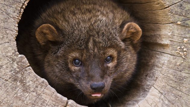Mighty Mustelids: Meet the World’s Most Epic Weasels - Cool Green Science