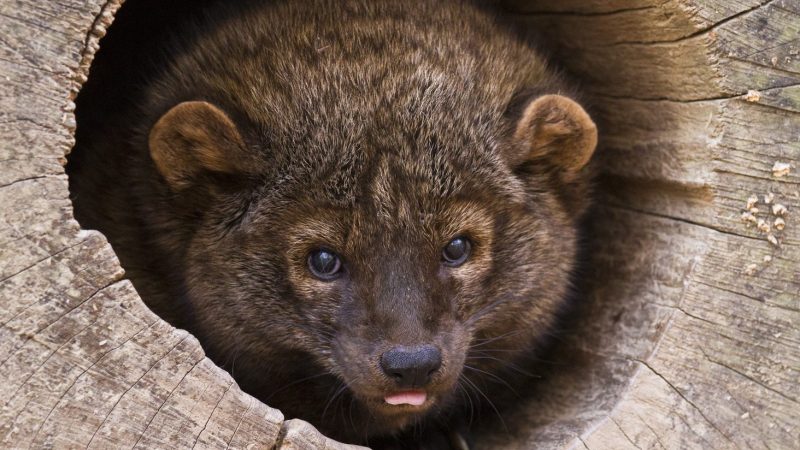 Mighty Mustelids: Meet the World’s Most Epic Weasels - Cool Green Science