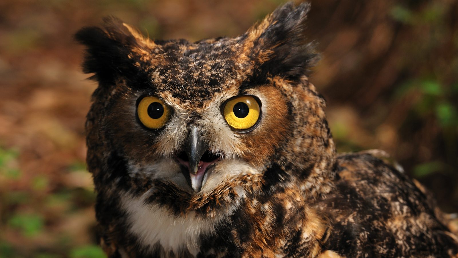 8 Ways Wild Animals Beat the Heat