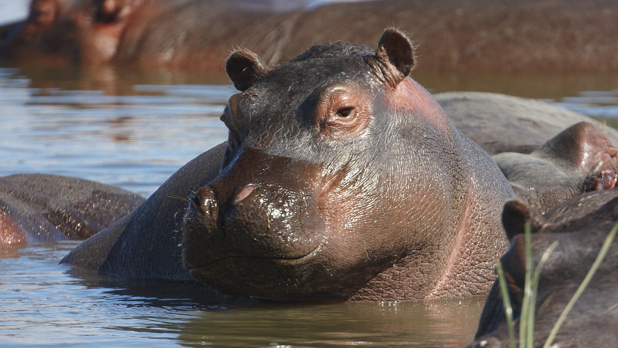 8 Ways Wild Animals Beat the Heat