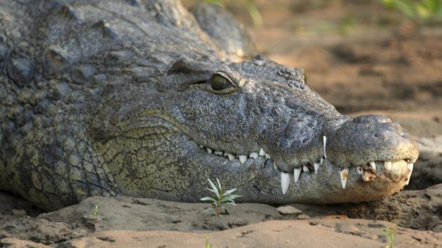 How-animals-react-to-eclipses