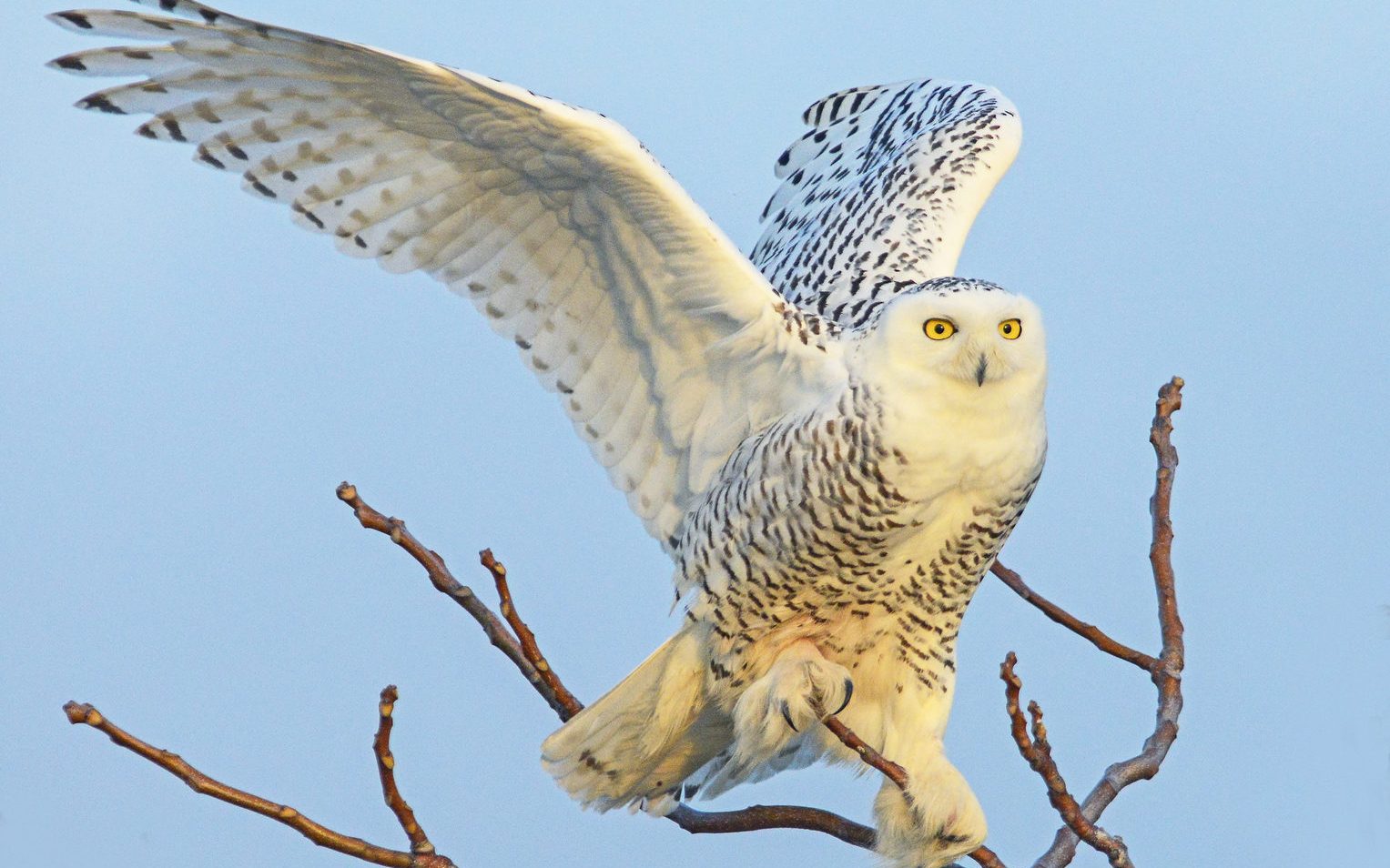 Snow Birds: 10 Birds to Look for in Winter