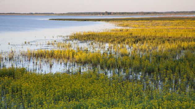 Floodplains: Protecting & Restoring an Overlooked Ecosystem