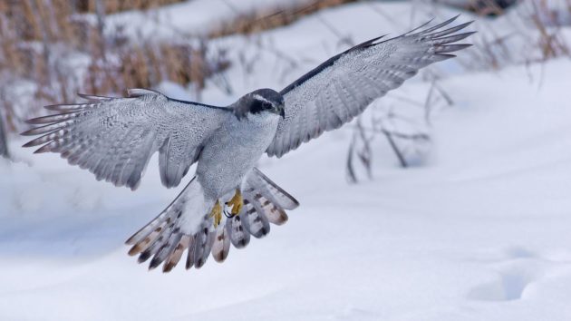 Snow Birds: 10 Birds to Look for in Winter