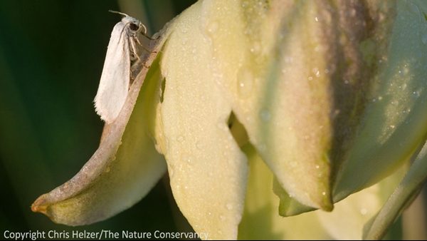 The Yucca and its Moth