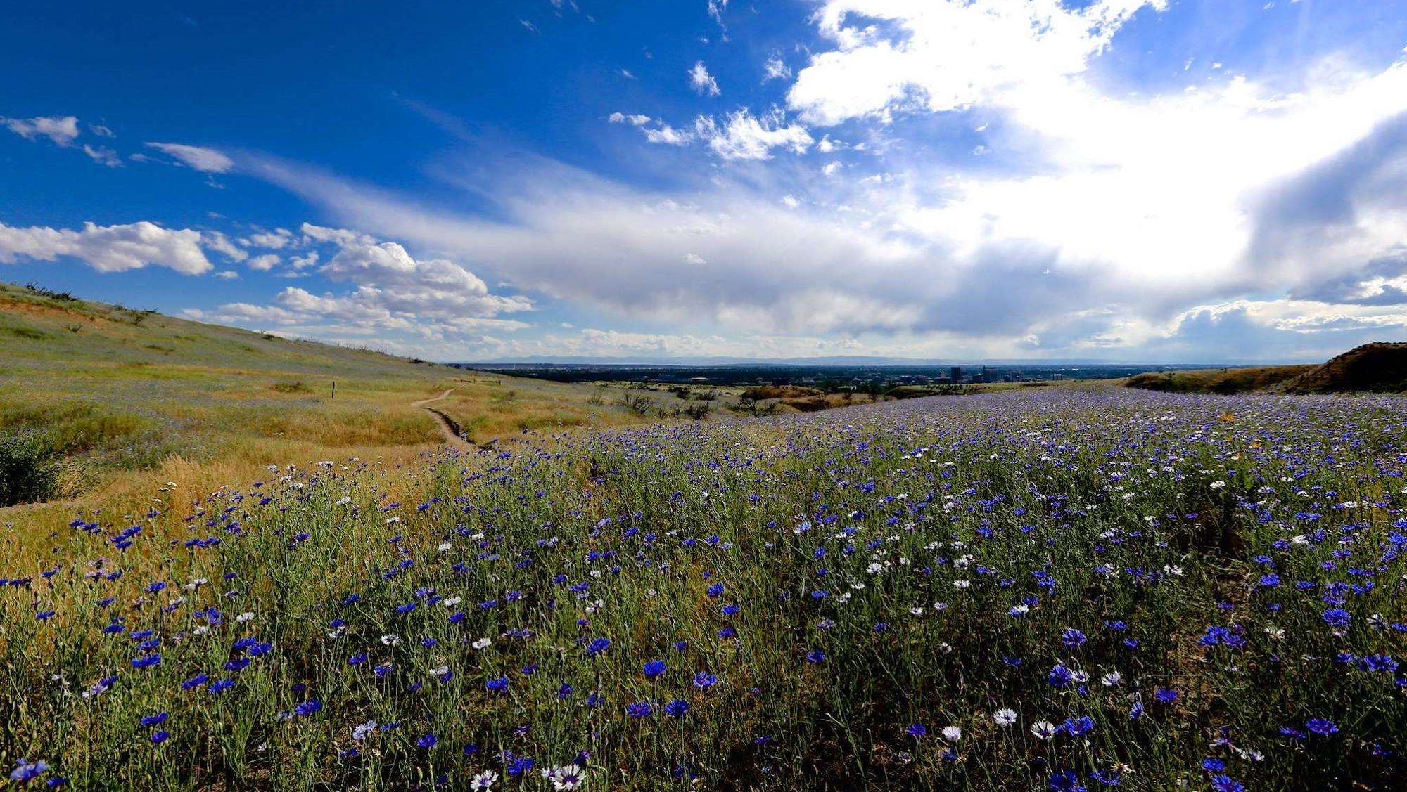 In These Cheatgrass-Infested Hills - Cool Green Science
