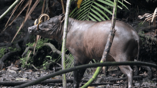 Do You Know These Weird Hoofed Mammals?