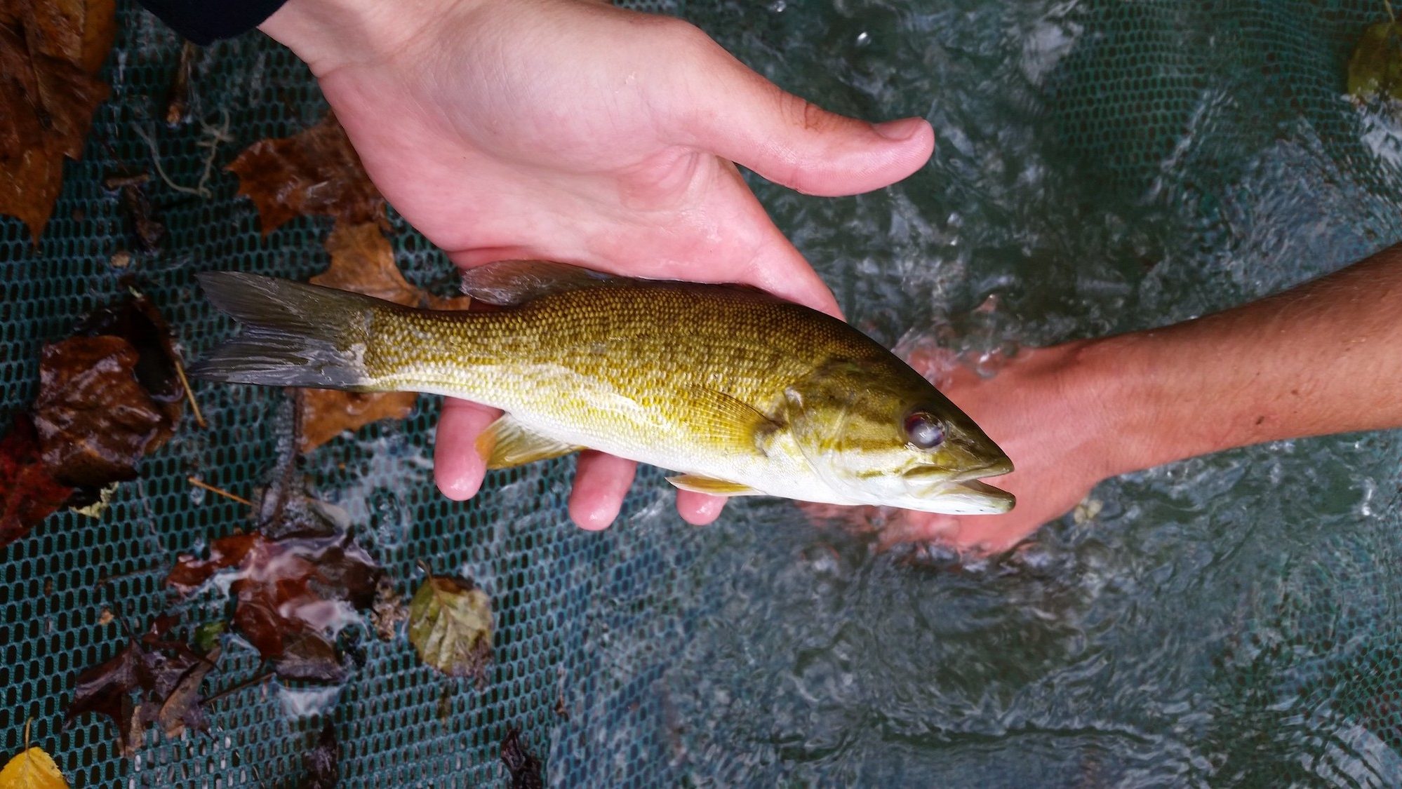 8 Invasive Animals You Didn’t Know Were Invasive