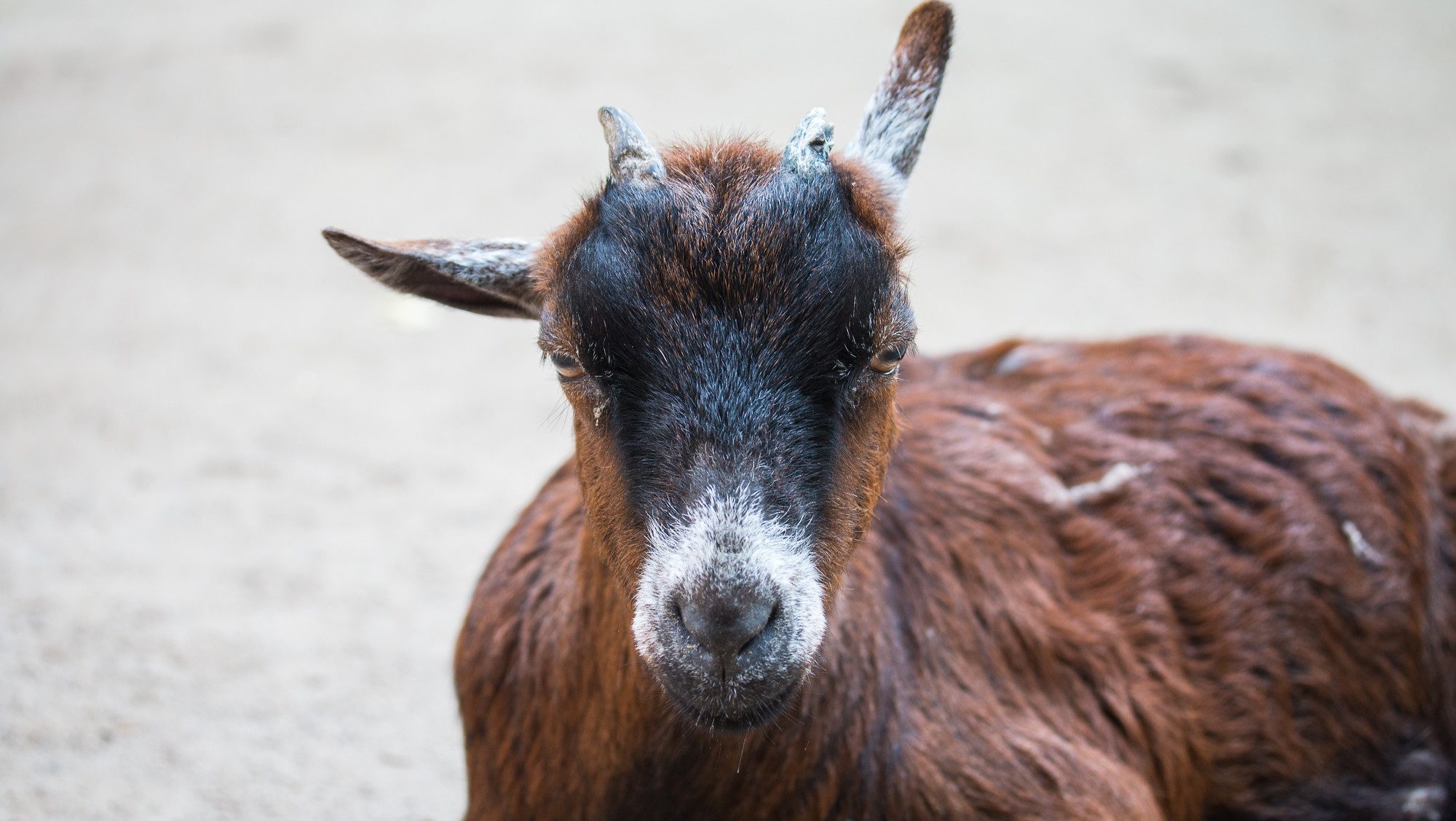 8 Invasive Animals You Didn’t Know Were Invasive