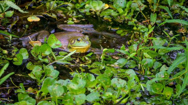 8 Invasive Animals You Didn’t Know Were Invasive