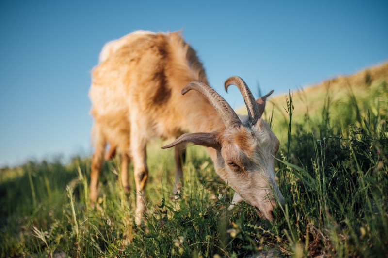 8 Cool US Mammals You Haven’t Seen