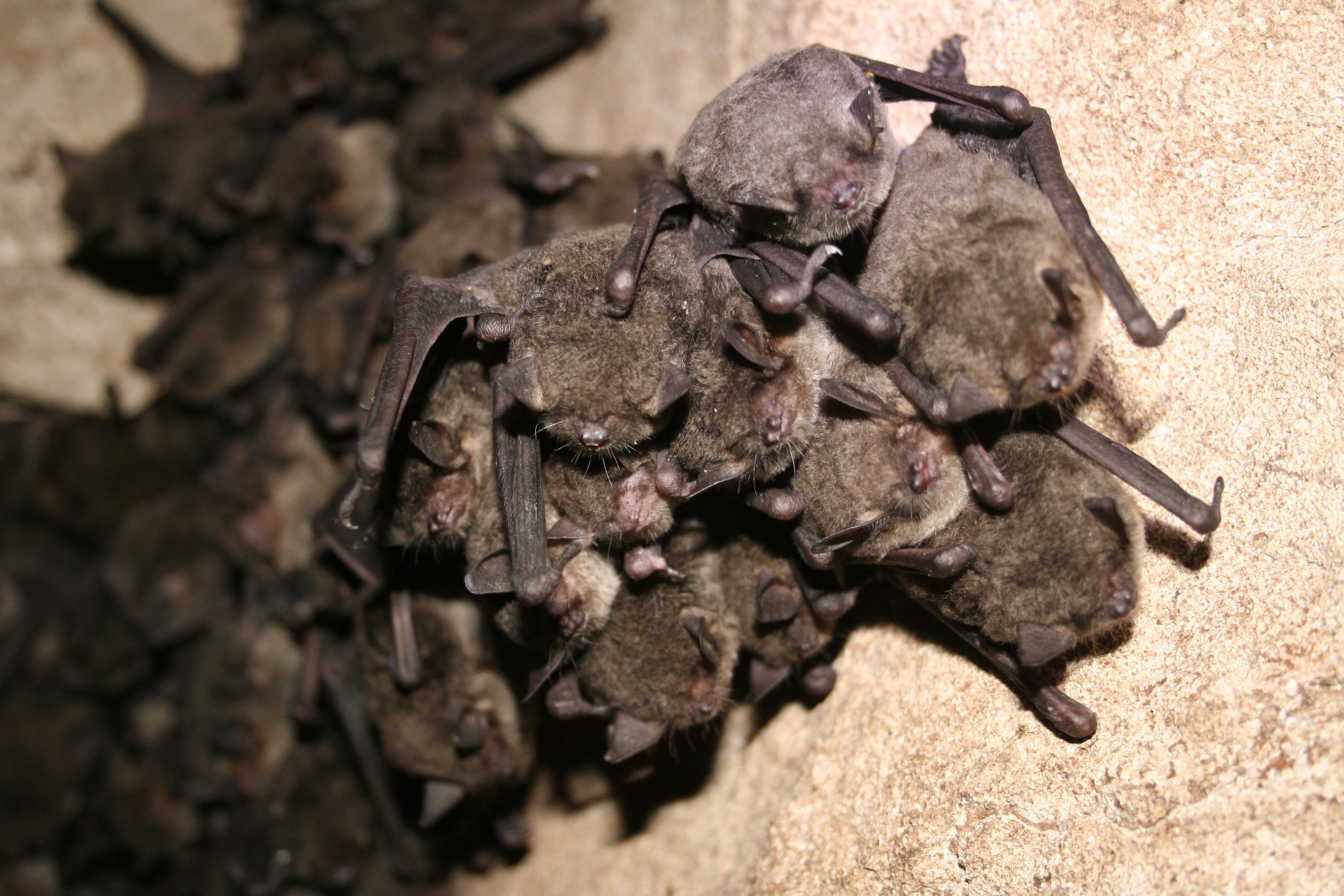 Modeling Migration and Movement of Gray Bats - Cool Green Science