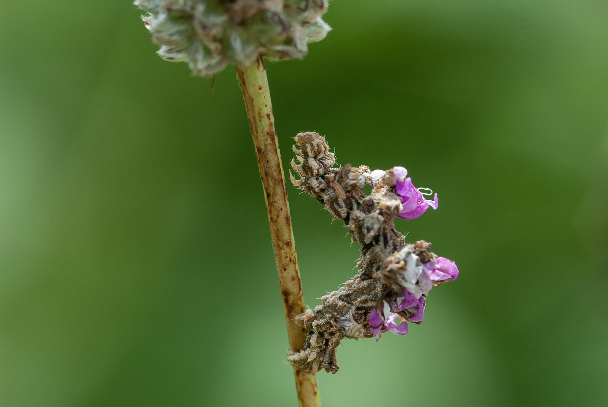 The Camouflaged Looper Makes Its Own Flower “Costume”