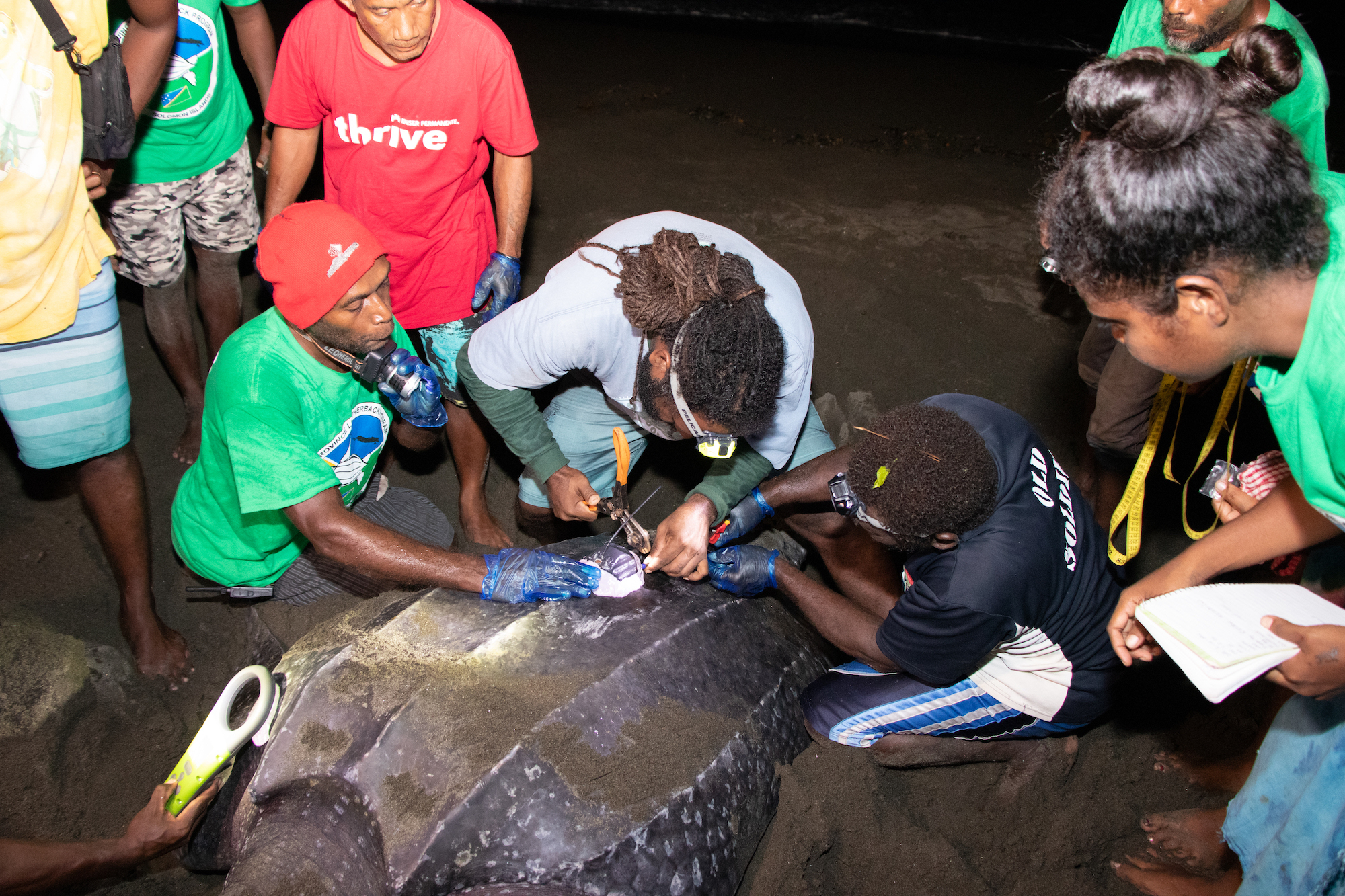 Satellite Tracking Endangered Pacific Leatherback Turtles