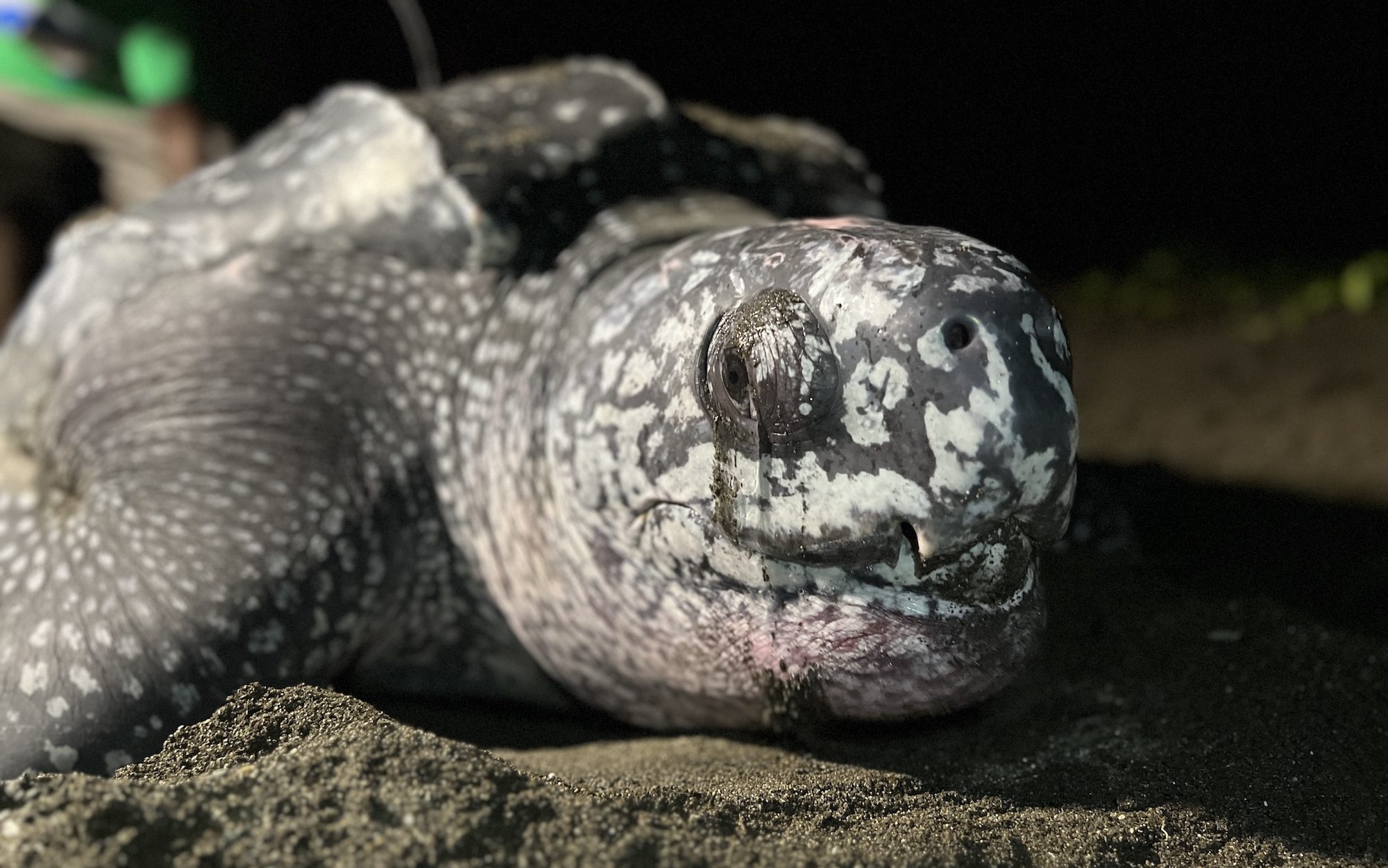 Satellite Tracking Endangered Pacific Leatherback Turtles