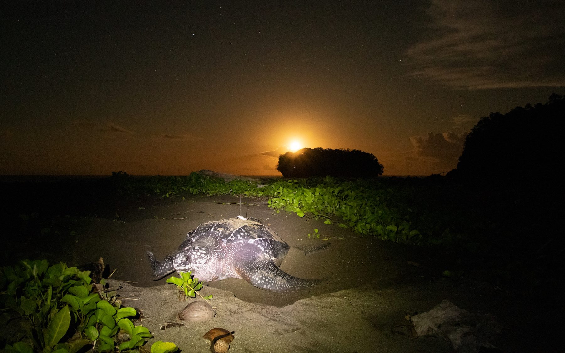 Satellite Tracking Endangered Pacific Leatherback Turtles