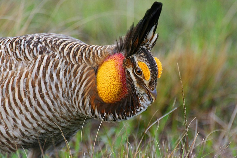 Extreme Birding: The Strange Magic of Pelagics - Cool Green Science