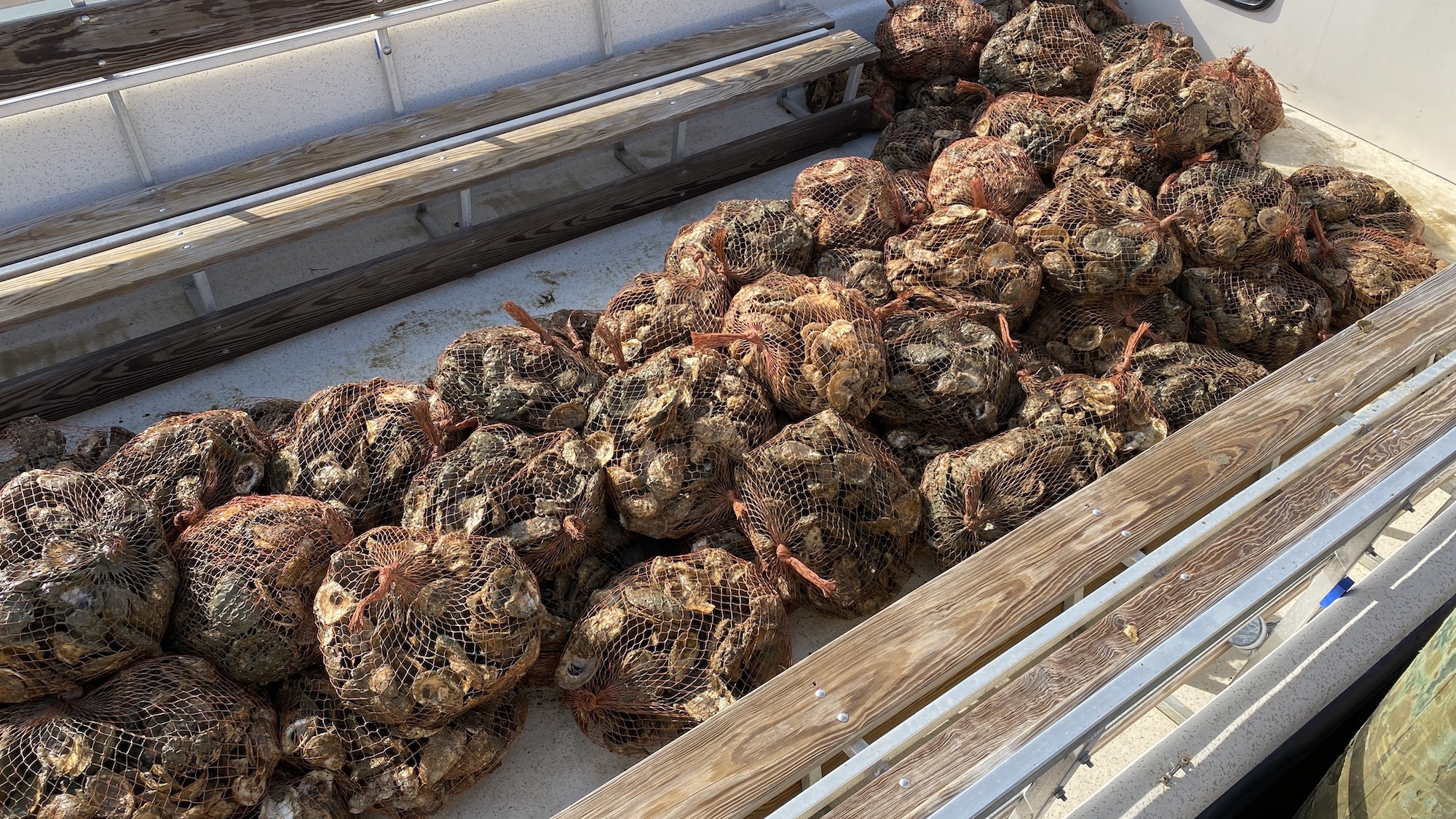 Crab Island Pee Zone at James Mcmahan blog