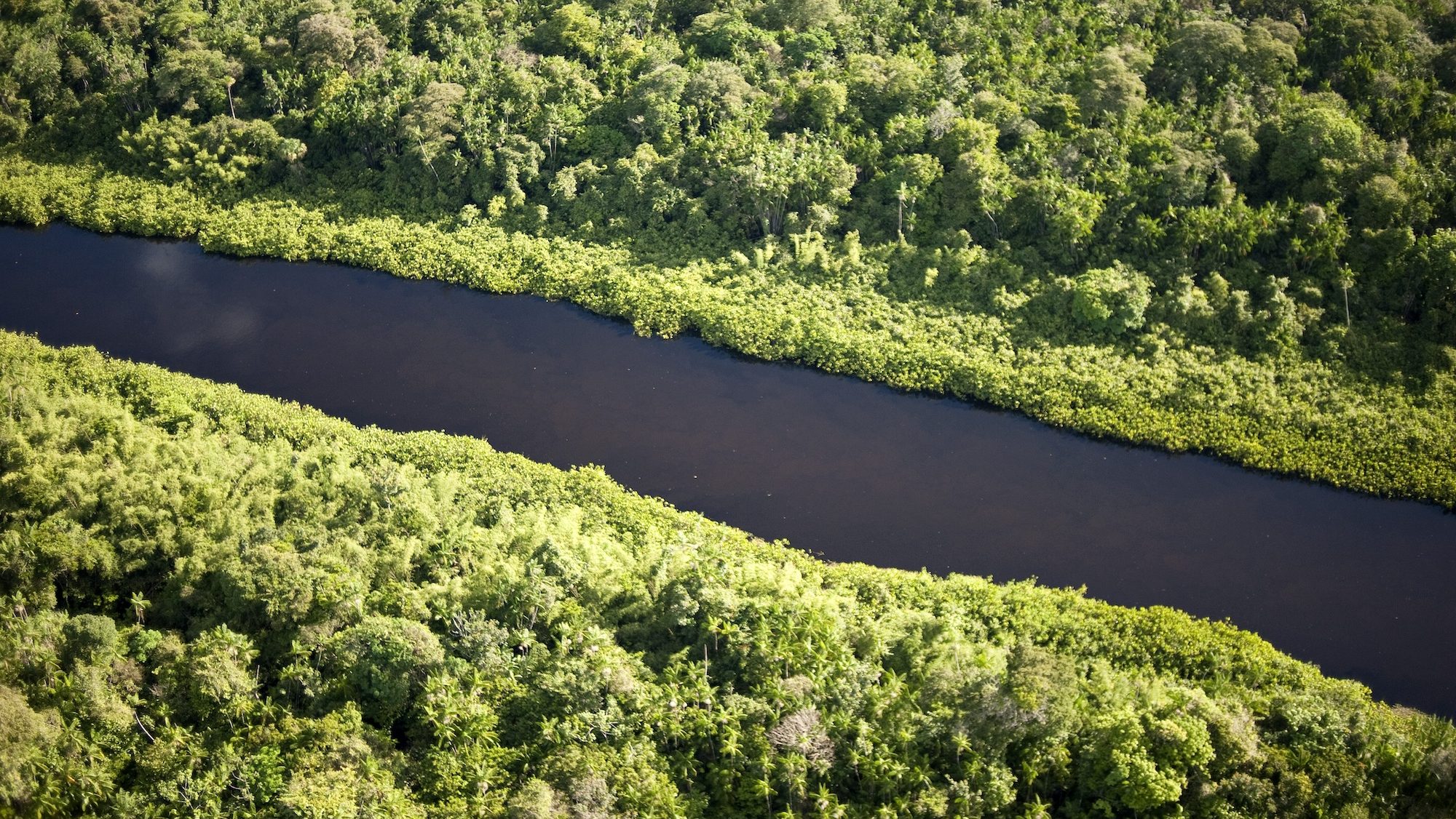 Dorado Catfish: Protecting an Epic Migration - Cool Green Science