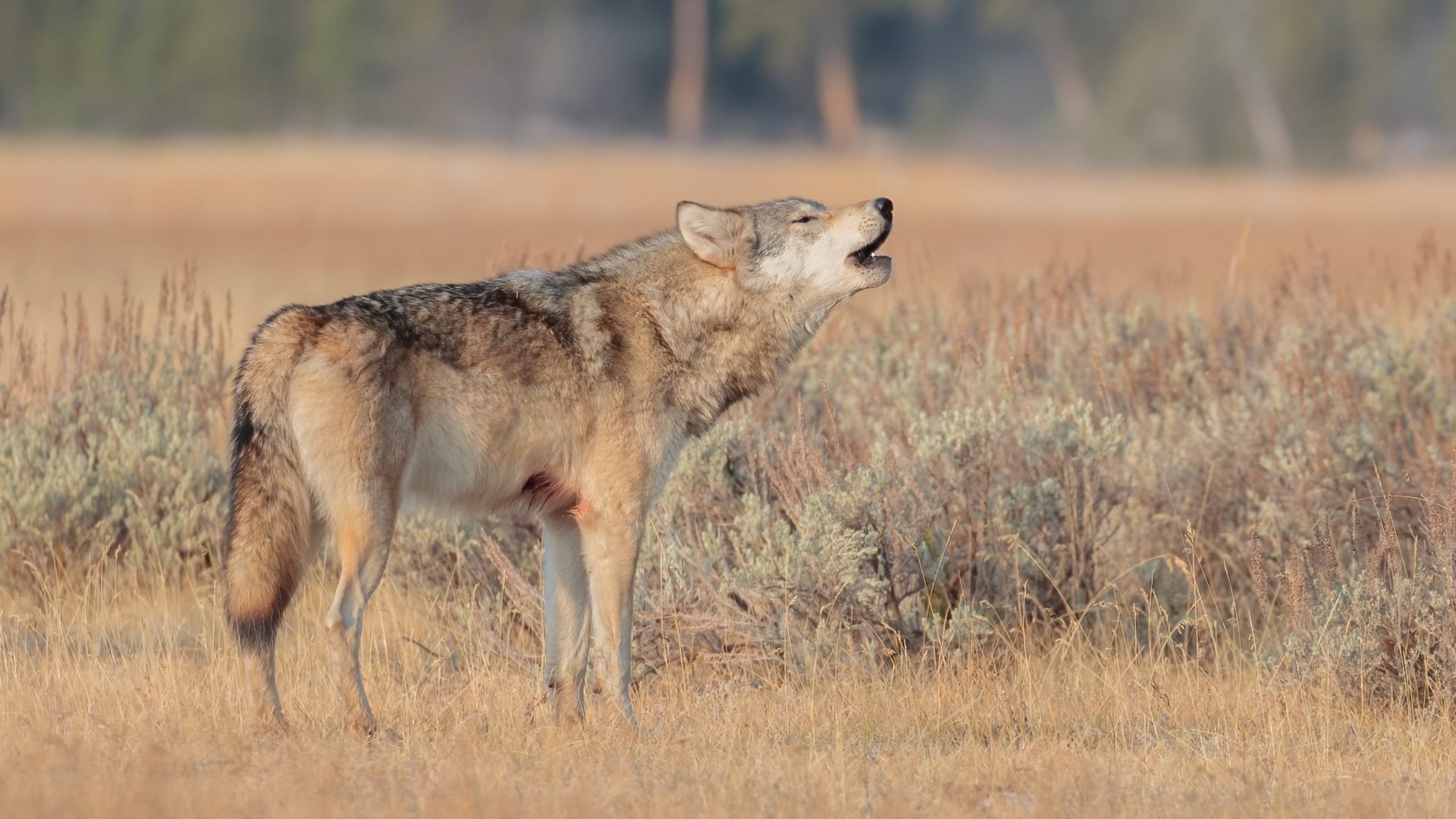 Why Are Some Wolves Black? The Answer Will Surprise You